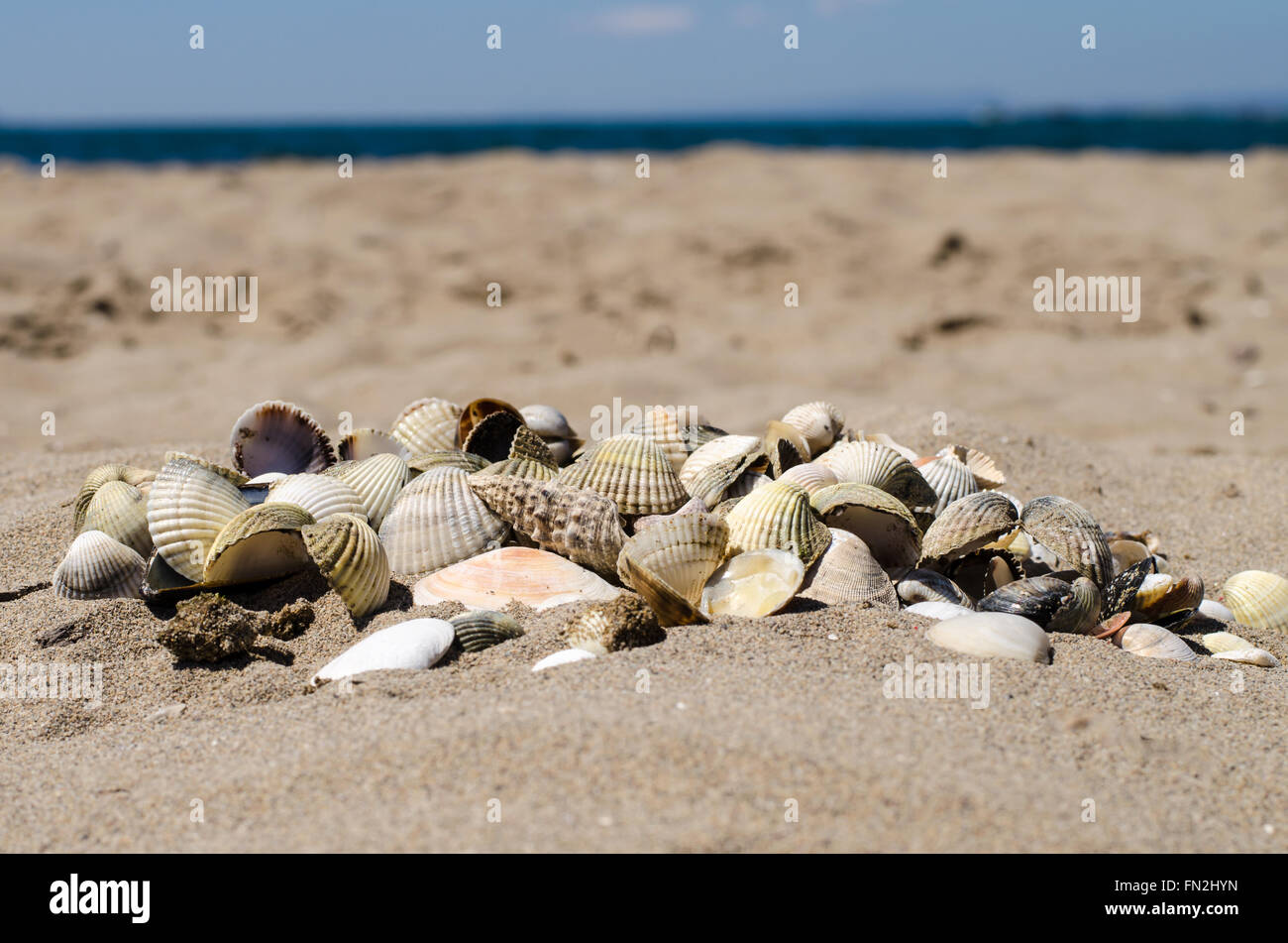 group of sea shells on the beach Stock Photo - Alamy