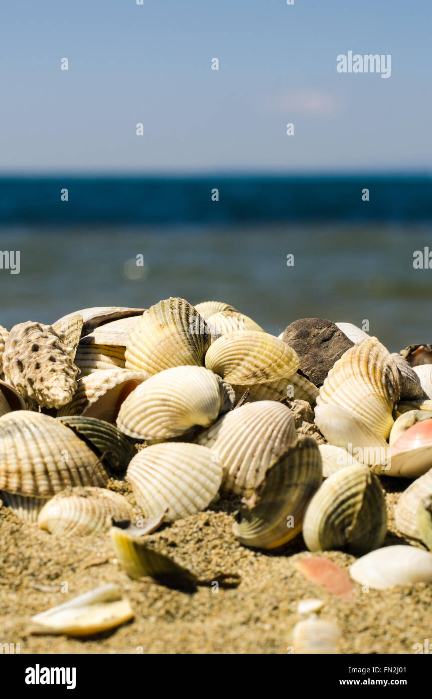Group of shells hi-res stock photography and images - Alamy