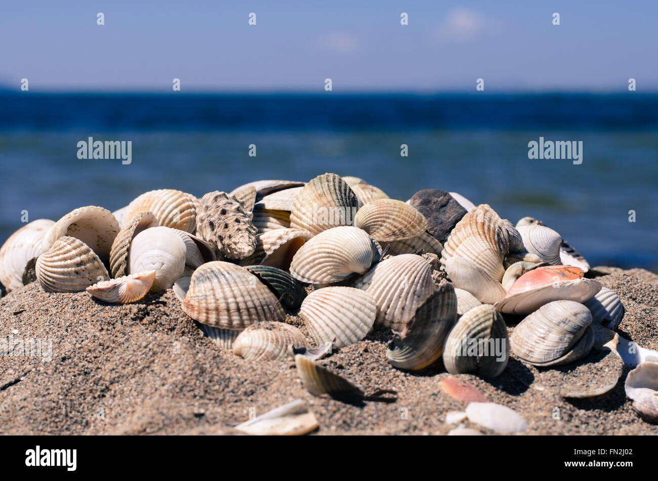 group of sea shells on the beach Stock Photo - Alamy