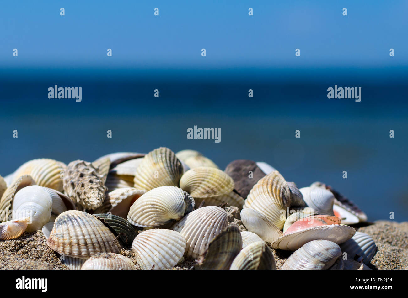 group of sea shells on the beach Stock Photo - Alamy