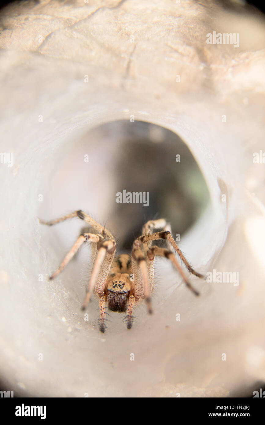 Platycryptus in a web Stock Photo - Alamy