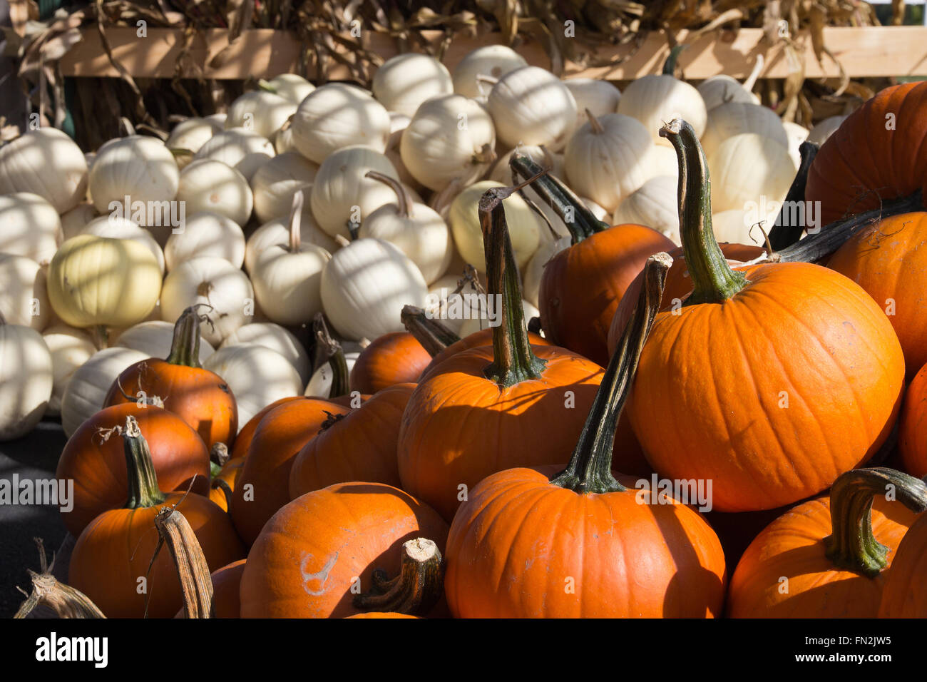 Orange and white pumpkins Stock Photo - Alamy