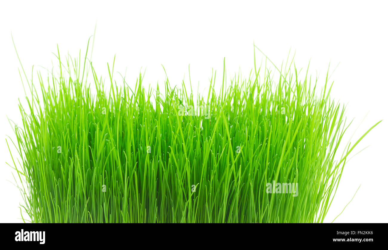 Fresh green grass Stock Photo - Alamy