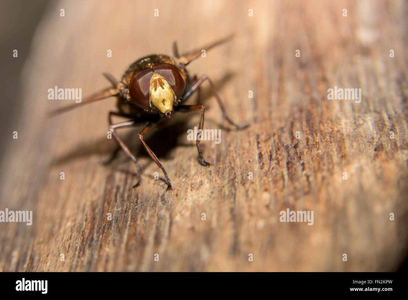 Close-up of a fly sitting on a log Stock Photo - Alamy