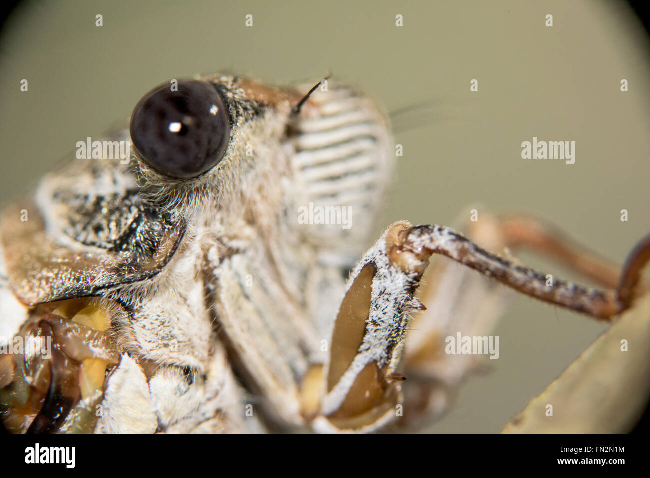 Cicada Close Up High Resolution Stock Photography and Images - Alamy