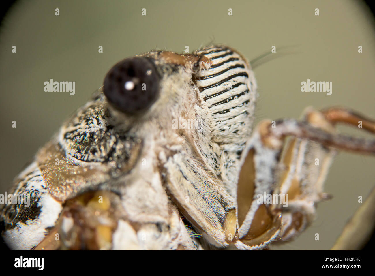 Cicada Close Up High Resolution Stock Photography and Images - Alamy