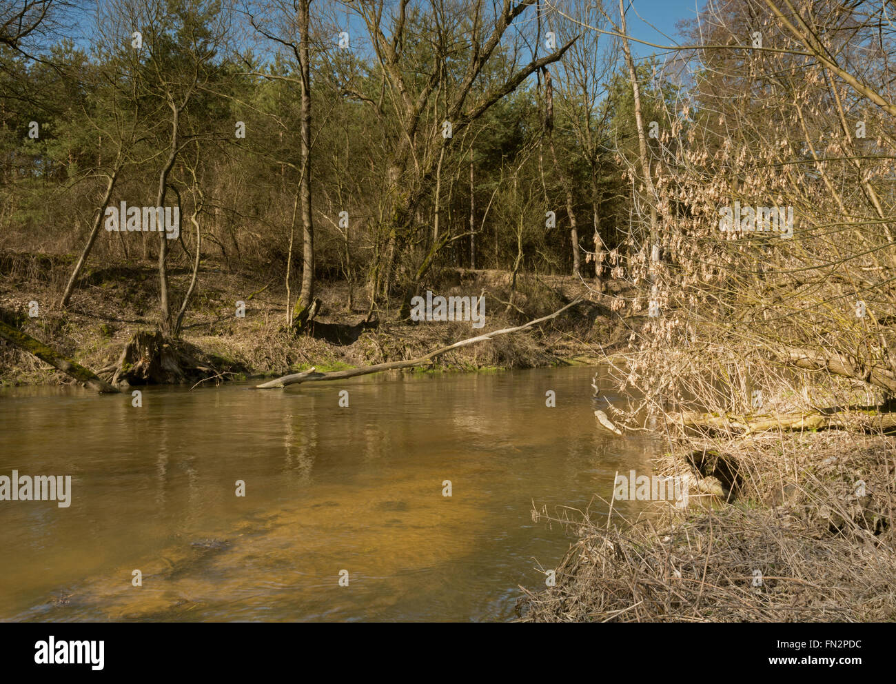 Poland, mazowsze, Swider river flowing wildly through the forest in the ...