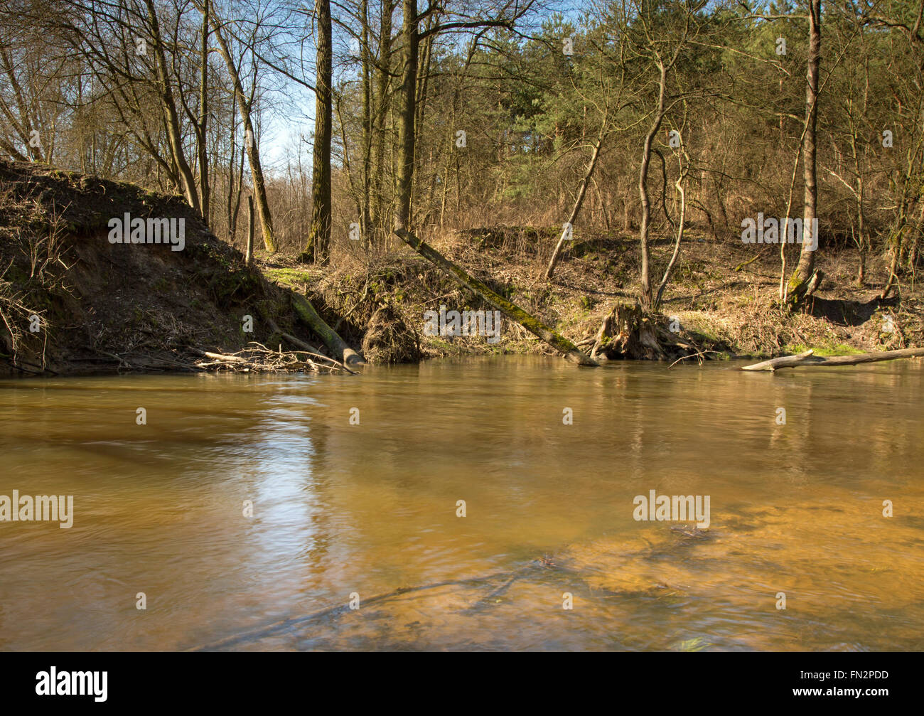 Poland, mazowsze, Swider river flowing wildly through the forest in the ...