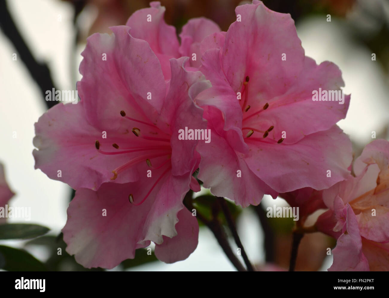 Pink Azalea flowers Stock Photo - Alamy