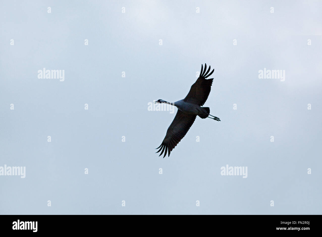 Hickling broad crane hi-res stock photography and images - Alamy