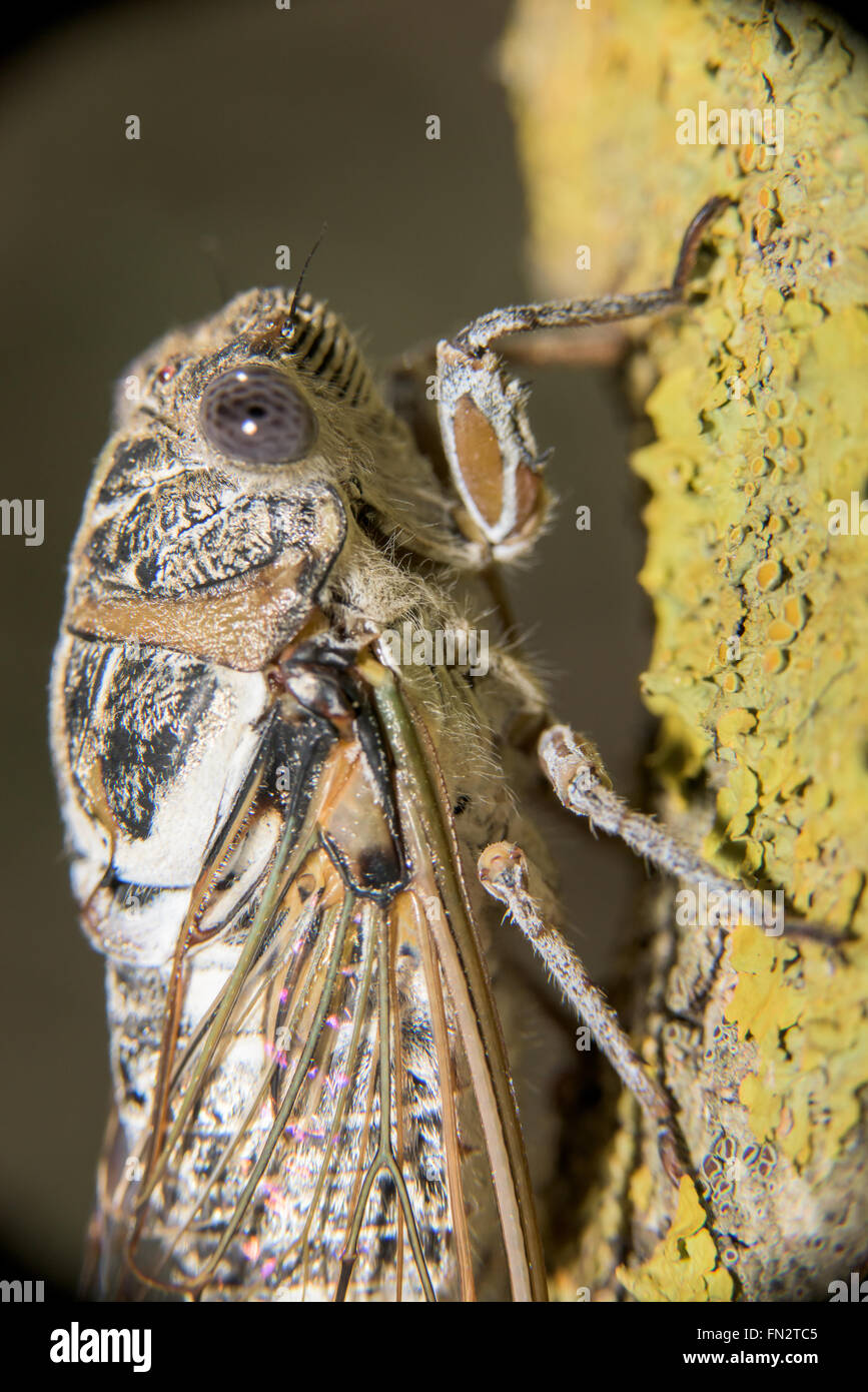 Cicada close up hi-res stock photography and images - Alamy