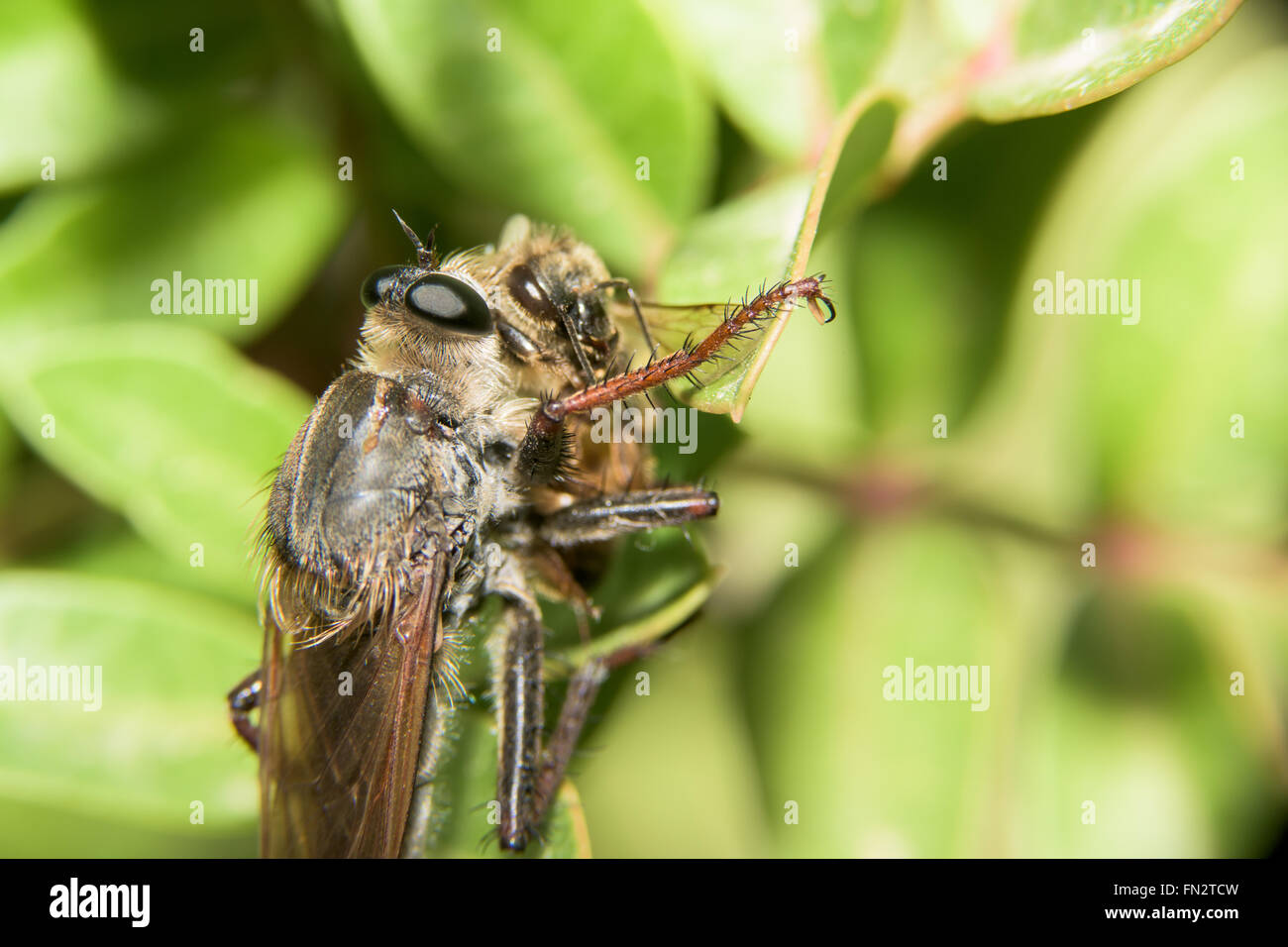 Dragonfly eating a bee hi-res stock photography and images - Alamy