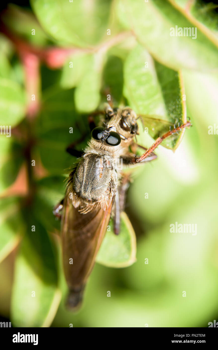 Dragonfly eating a bee hi-res stock photography and images - Alamy