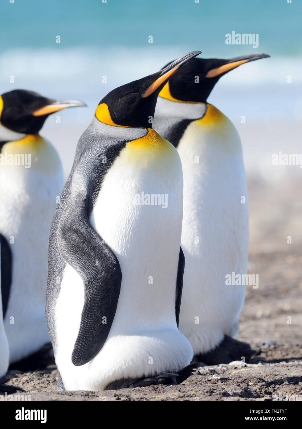 Brood Pouch Stock Photos & Brood Pouch Stock Images - Alamy