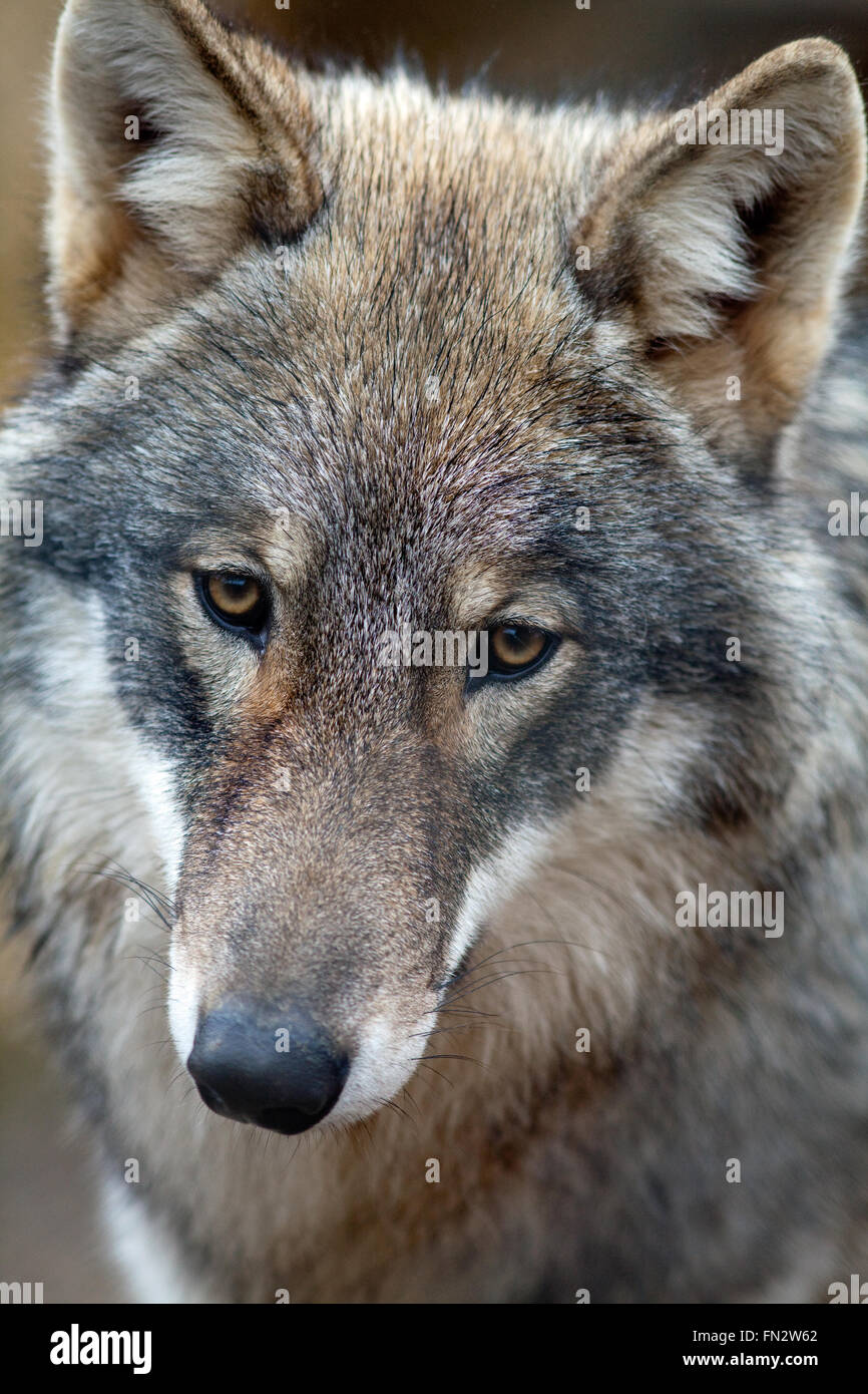 Face grey wolf canis lupus hi-res stock photography and images - Alamy