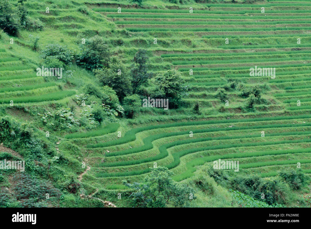 Terraced Rice Paddies, Longsheng, Guangxi Province, China Stock Photo ...