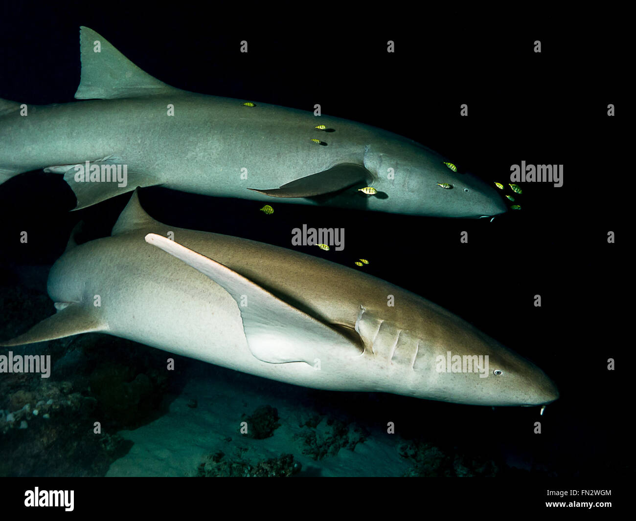 Underwater Photography In Maldives High Resolution Stock Photography ...