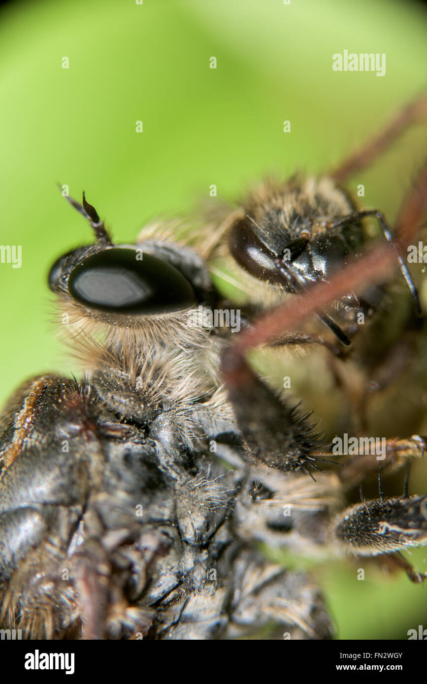 Dragonfly eating bee hi-res stock photography and images - Alamy