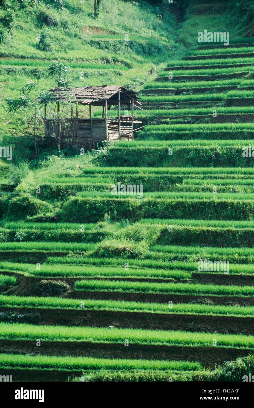 Stepped rice field hi-res stock photography and images - Alamy