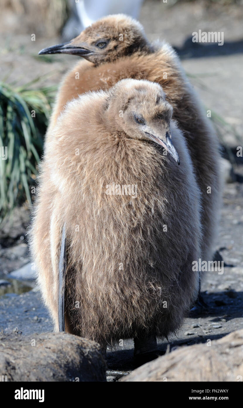 King penguin chick creche hi-res stock photography and images - Alamy