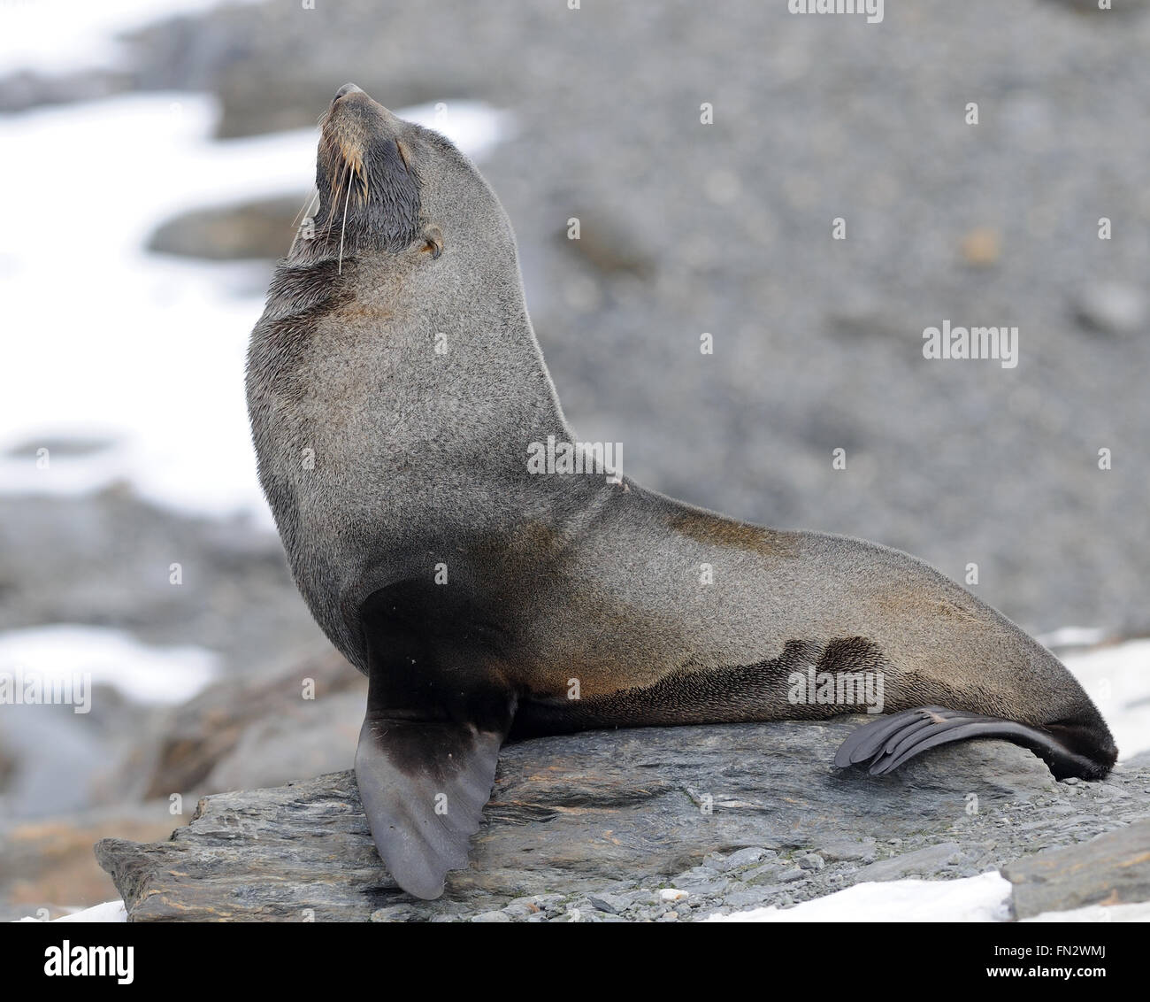 A male Antarctic fur seal (Arctocephalus gazella) poses on the beach ...