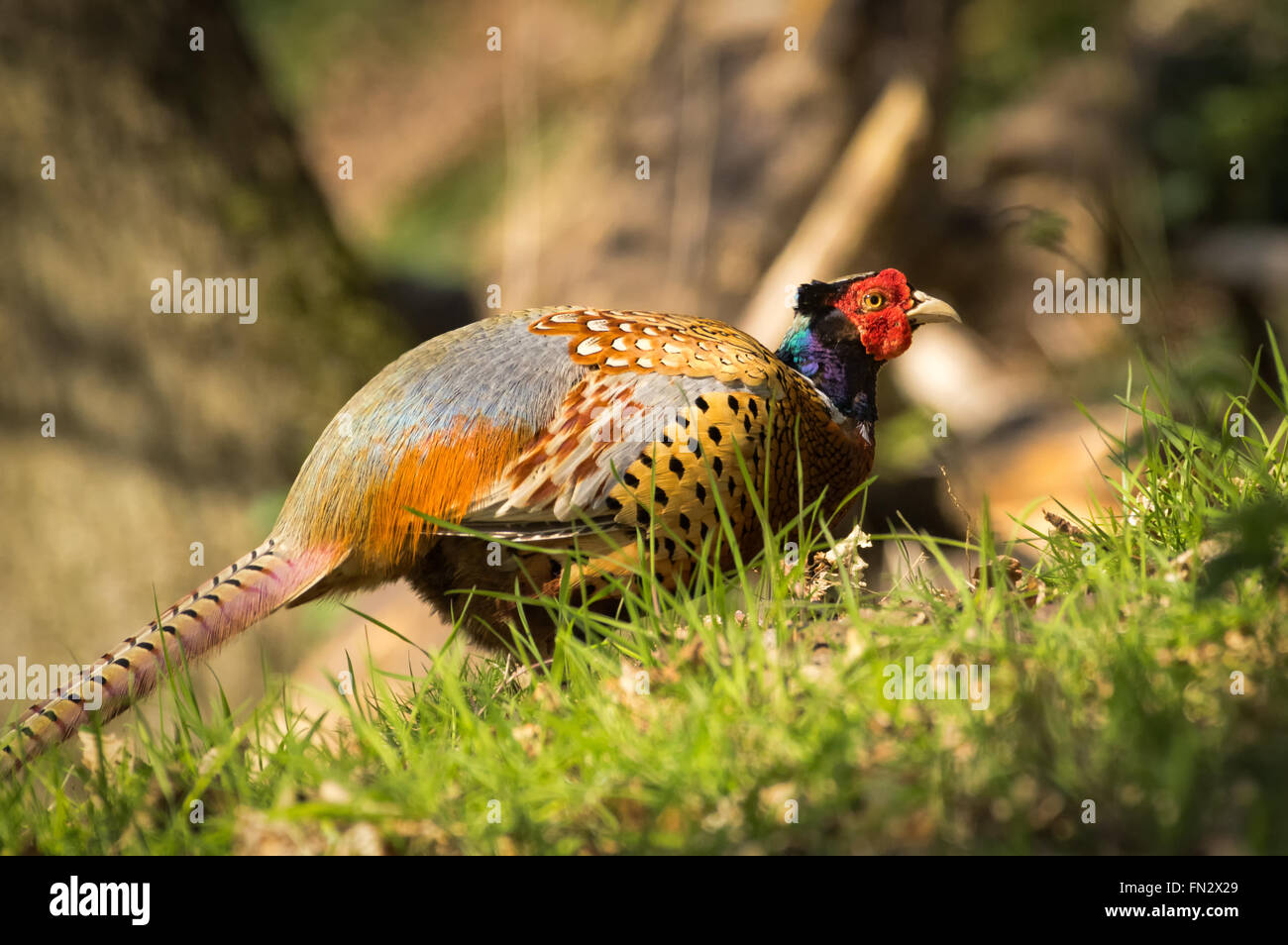 Male pheasant foraging in the oak woodland of RSPB Minsmere, Suffolk ...