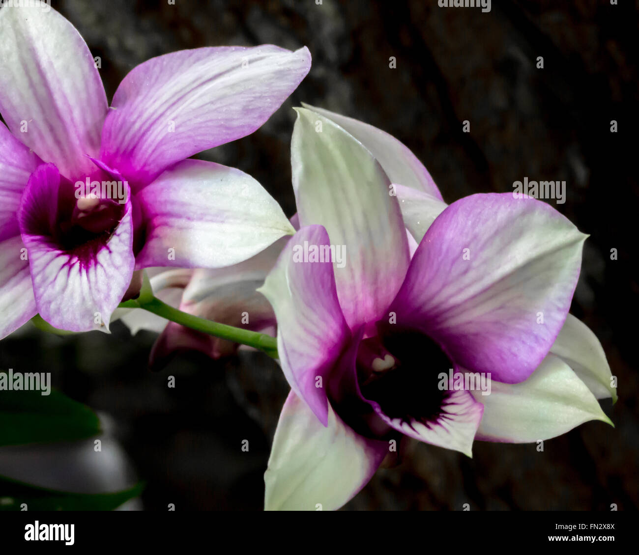 Pair orchids hi-res stock photography and images - Alamy
