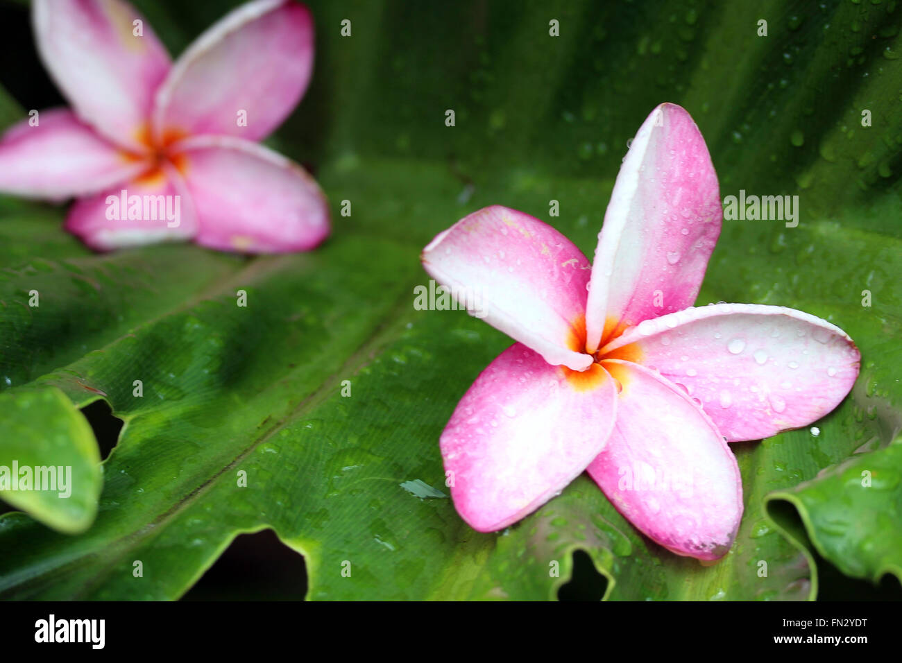 Plumier hi-res stock photography and images - Alamy