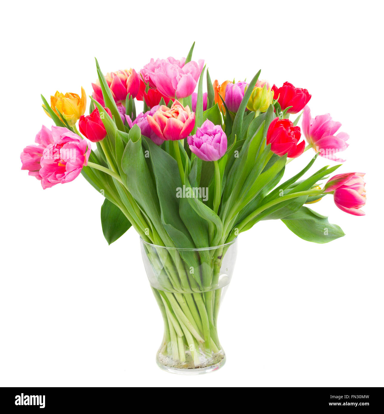 Beautiful orange purple tulips Cut Out Stock Images & Pictures - Alamy