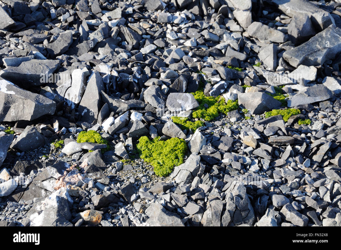 Bright green algae growing near Hope Bay. Hope Bay, Antarctica Stock ...