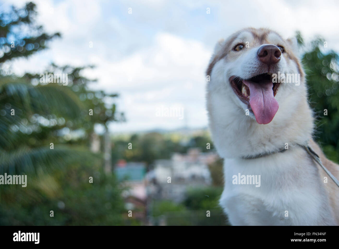 A dog outdoors Stock Photo - Alamy