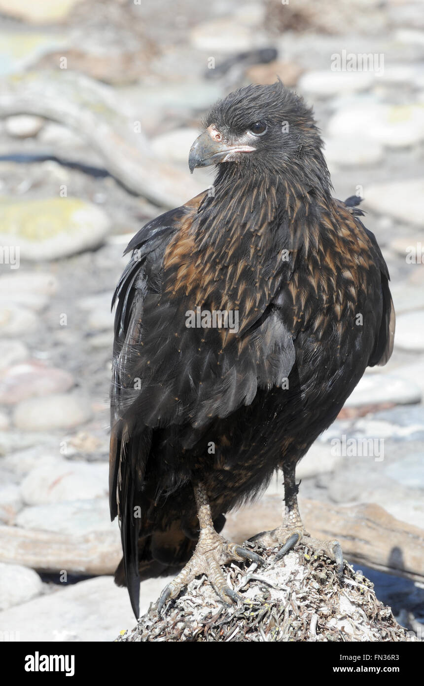 Striated Caracara (Phalcoboenus albogularis). These scavengers are ...