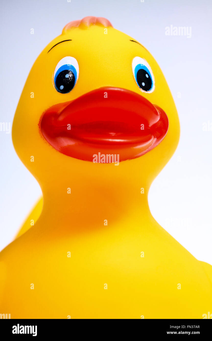 Yellow plastic duck isolated on a white background Stock Photo - Alamy