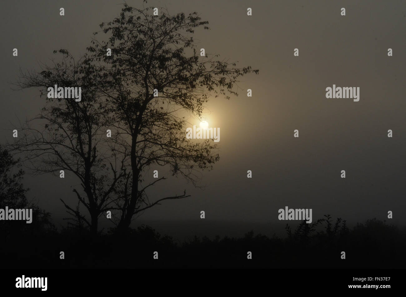 Luminating hi-res stock photography and images - Alamy