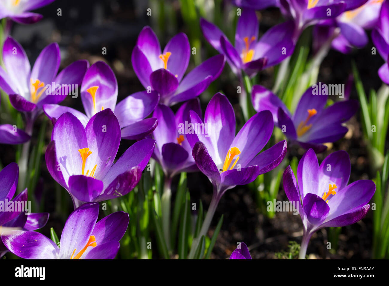 Richly coloured early spring flowers of the species Crocus ...