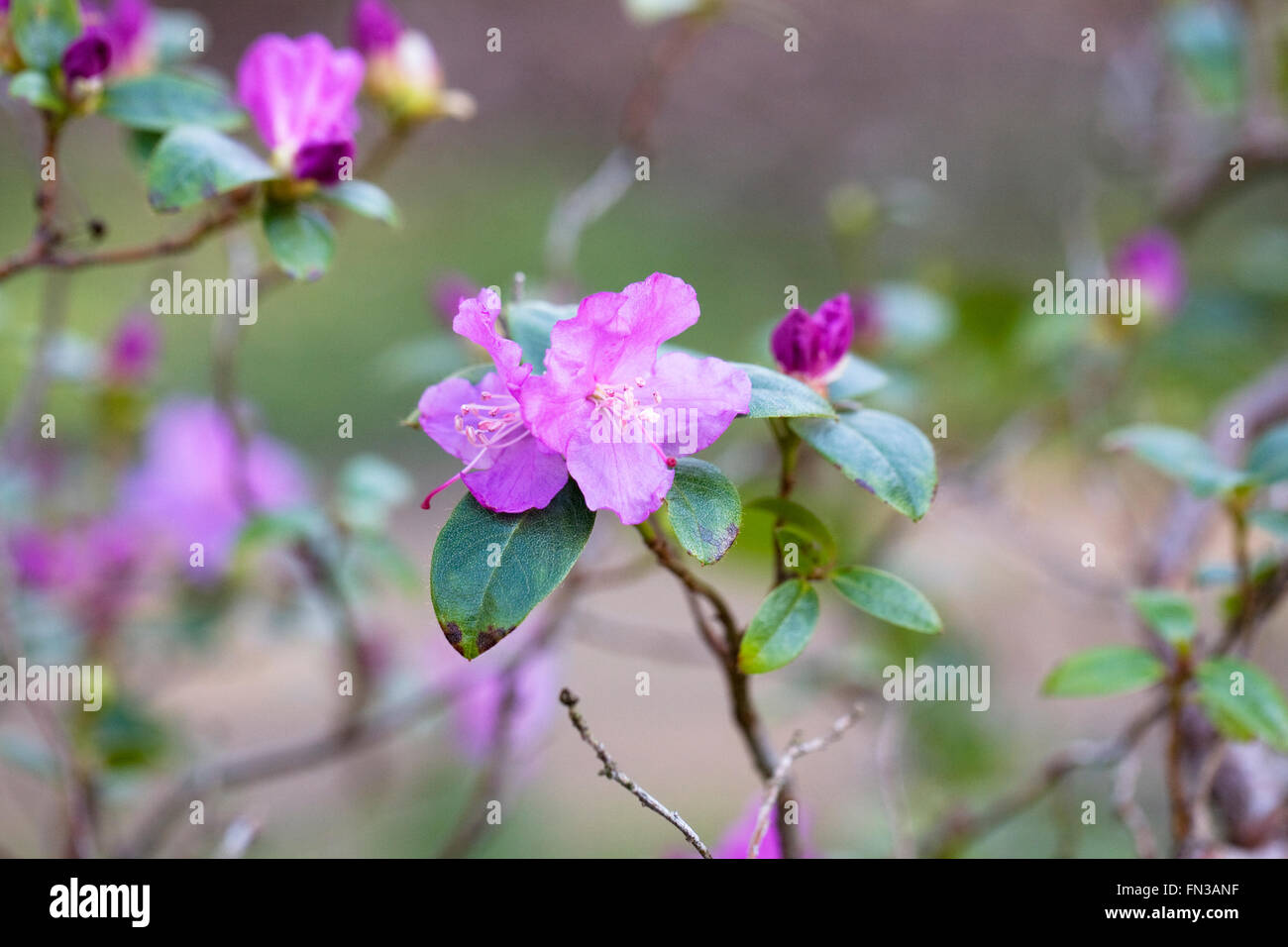 Rhododendron praecox flowers in Early Spring Stock Photo - Alamy
