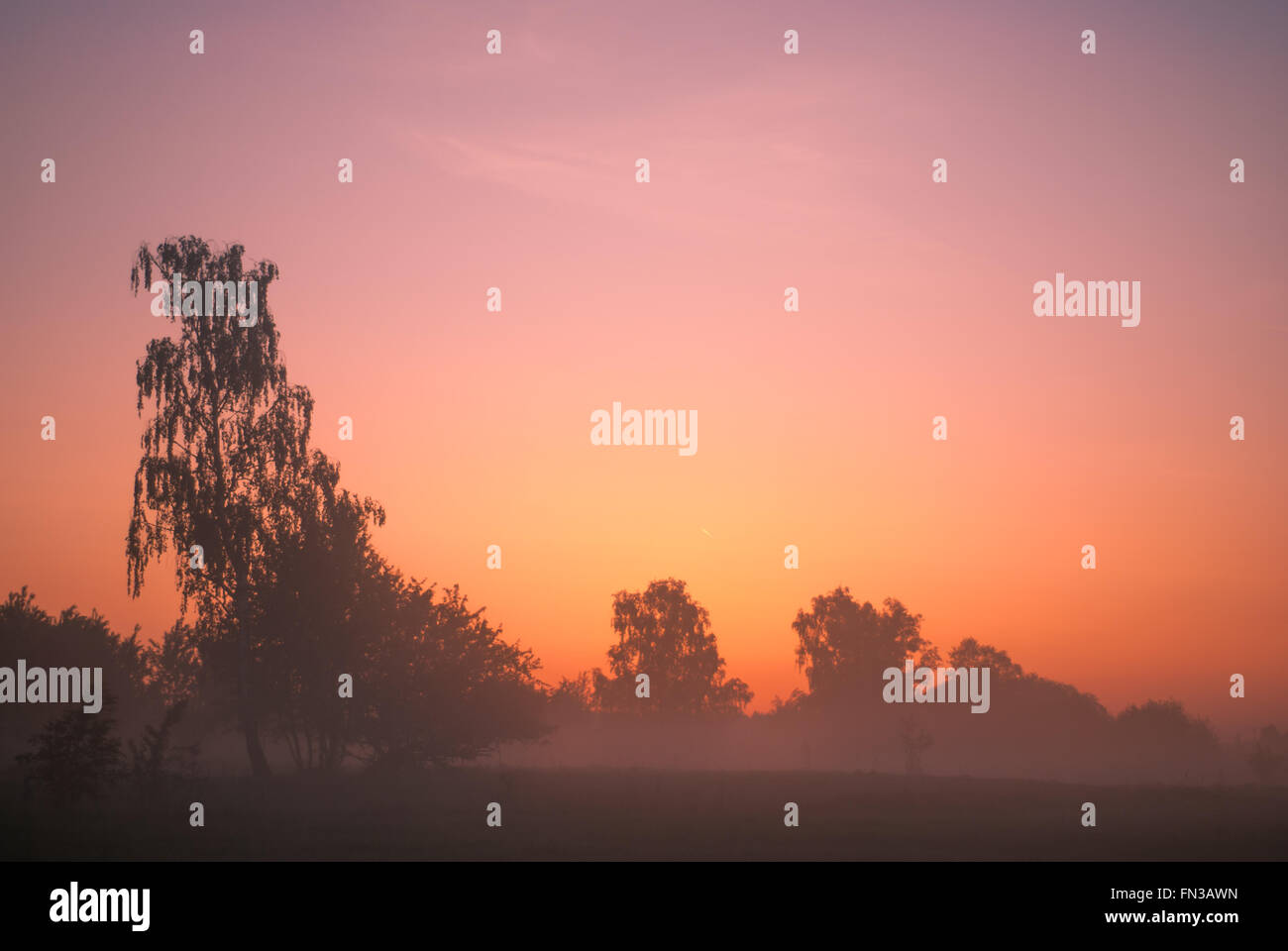 Forest sunrise view hi-res stock photography and images - Alamy