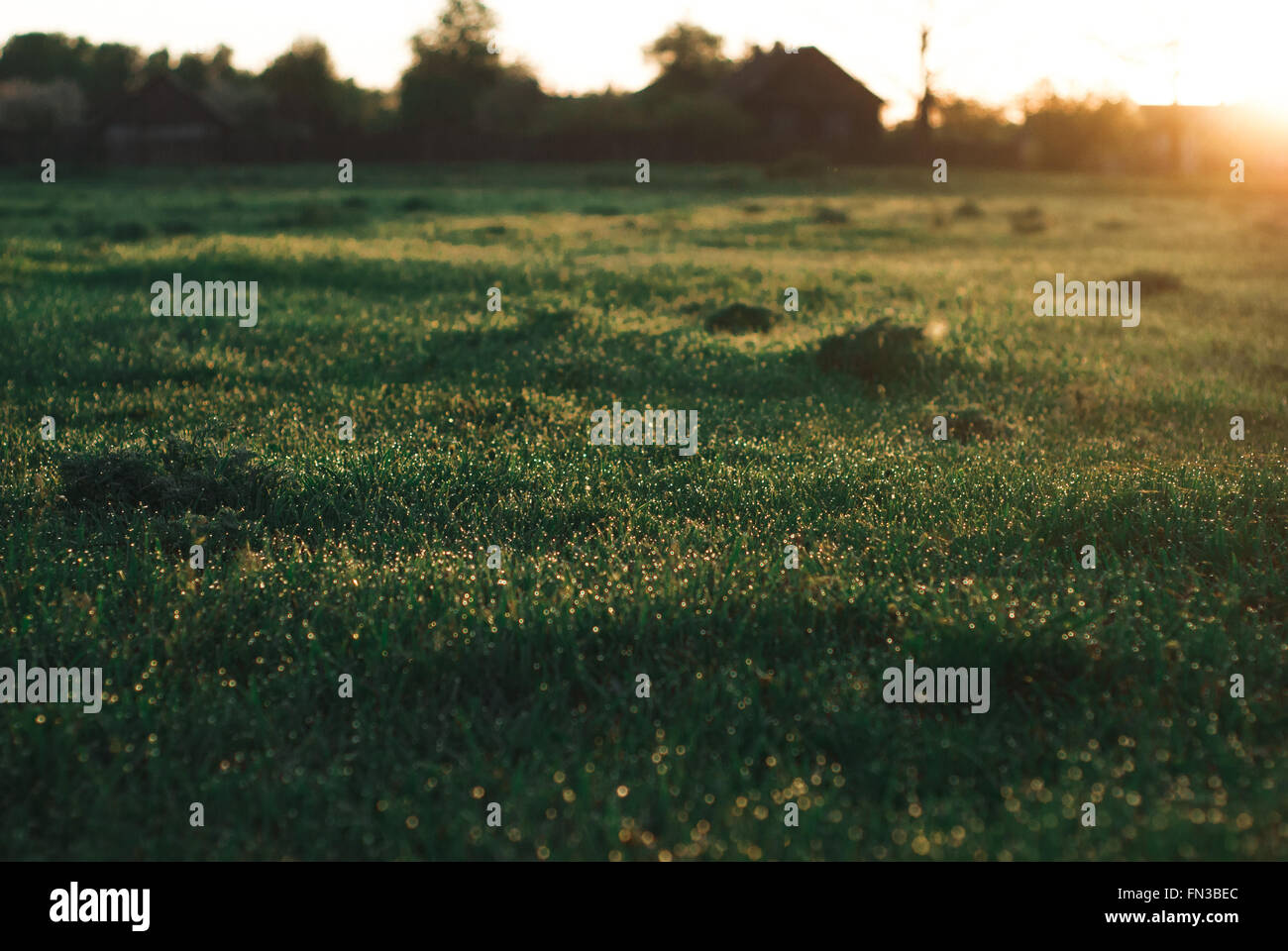 Vintage photo of dark green grass at dawn Stock Photo - Alamy