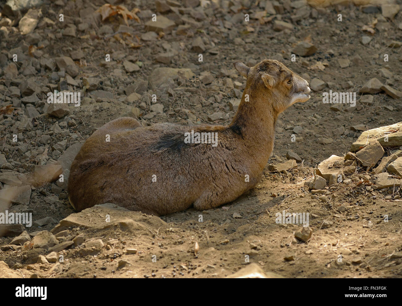 Cyprus Mouflon - Ovis orientalis ovion Endemic Wild Sheep Stock Photo ...