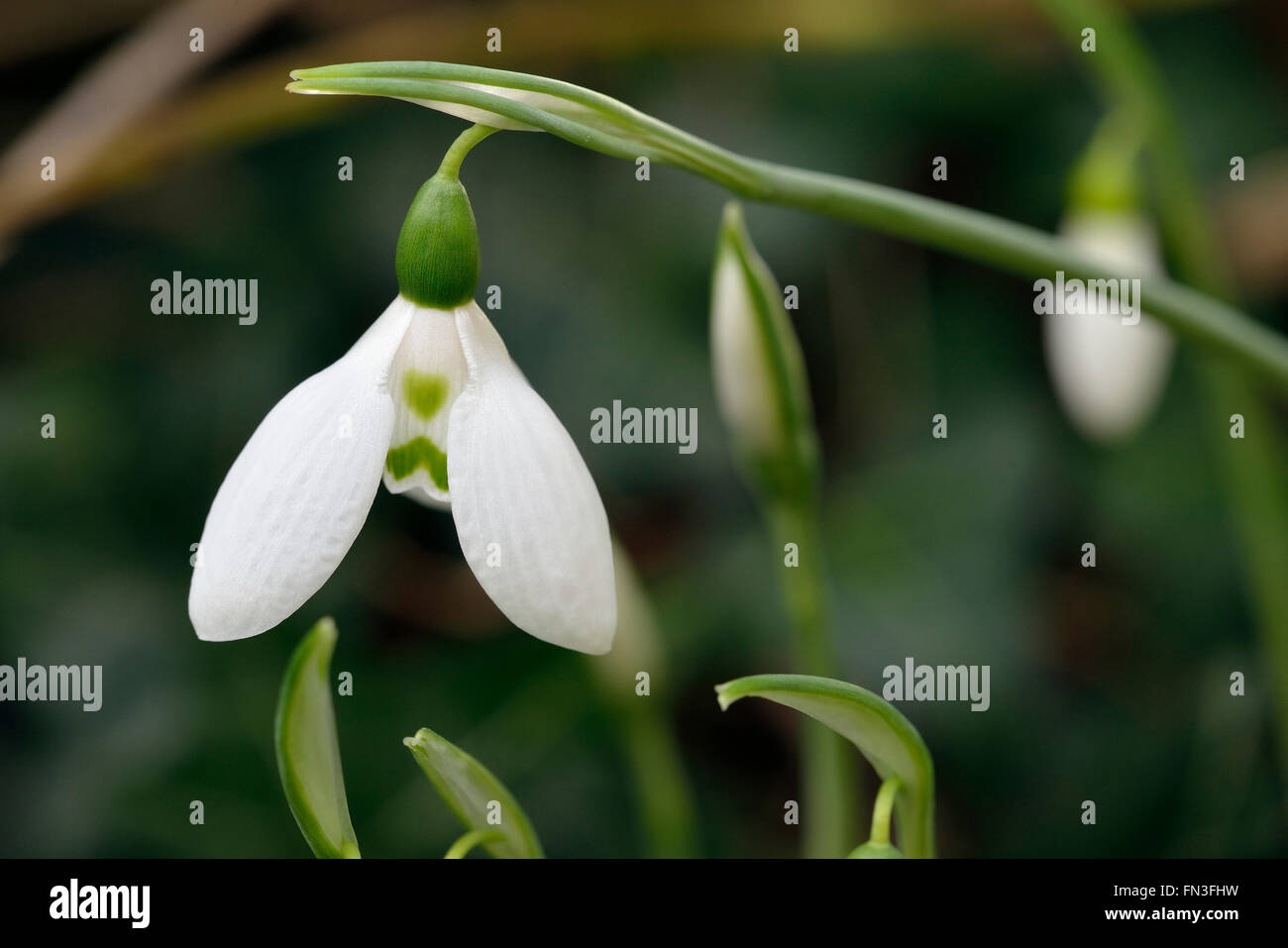 Rare snowdrop hi-res stock photography and images - Alamy