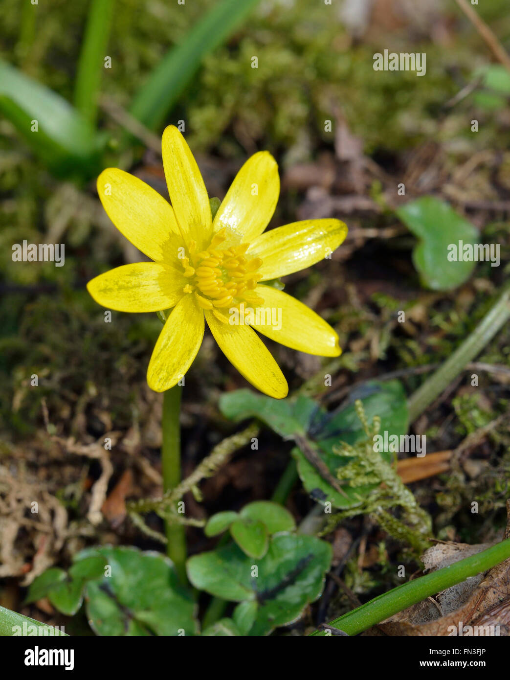 Lesser Celandine - Ranunculus ficaria Stock Photo - Alamy