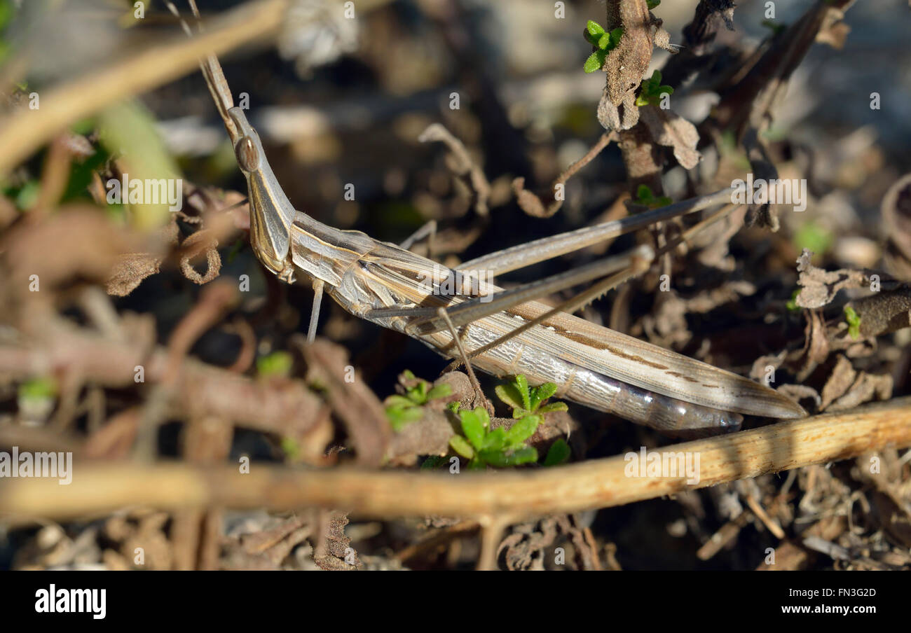 Brown cricket insect hi-res stock photography and images - Alamy