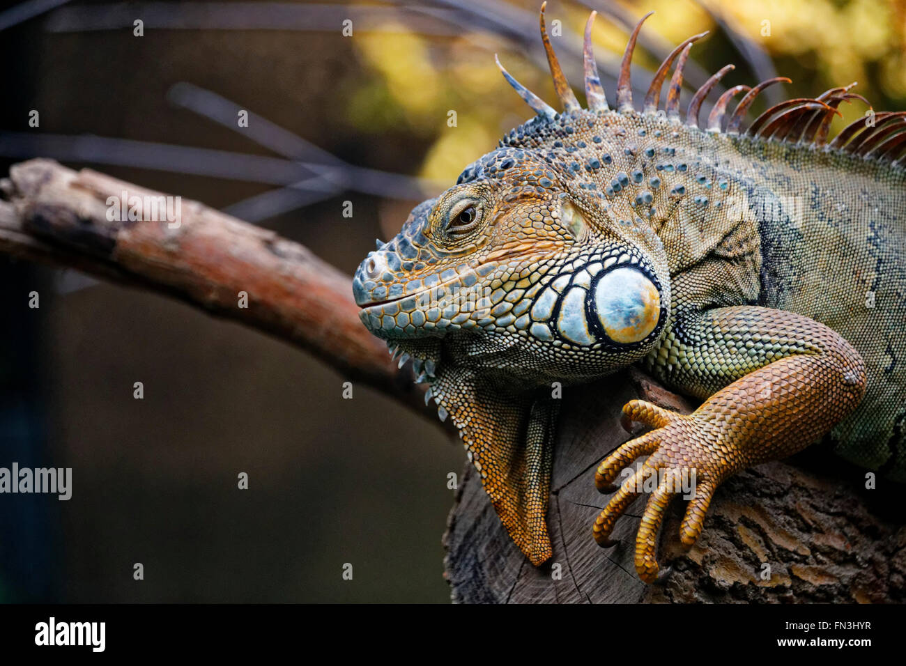 Fauna de iguana hi-res stock photography and images - Alamy