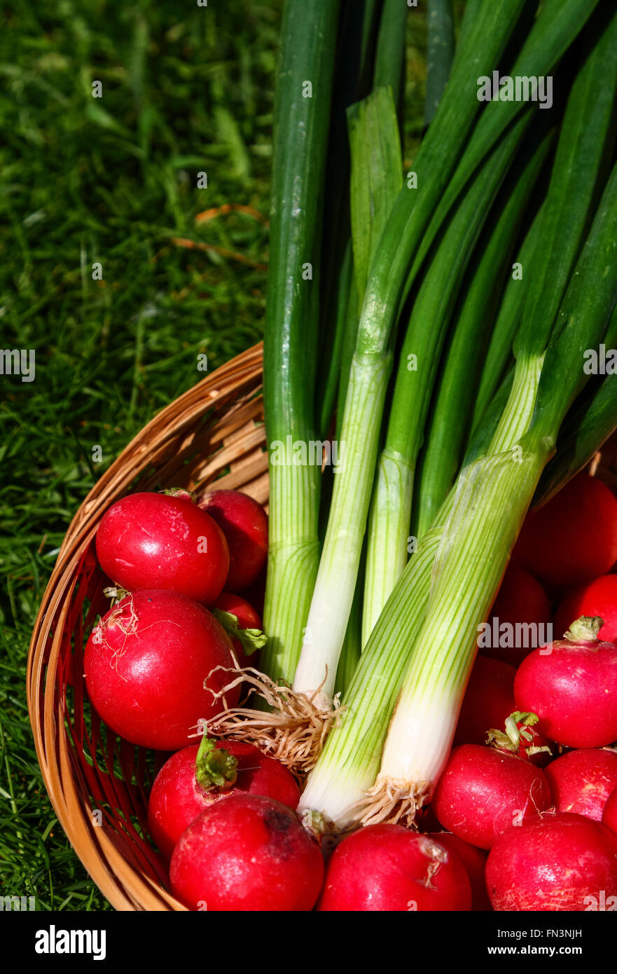 Radish and spring onions in a basket Stock Photo - Alamy