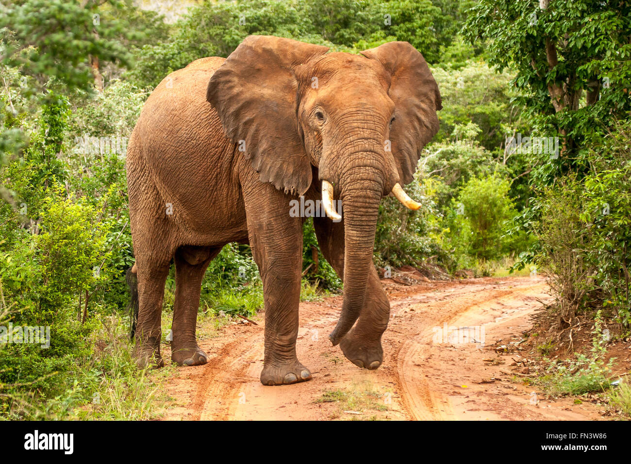 Cute baby elephant in front hi-res stock photography and images - Alamy