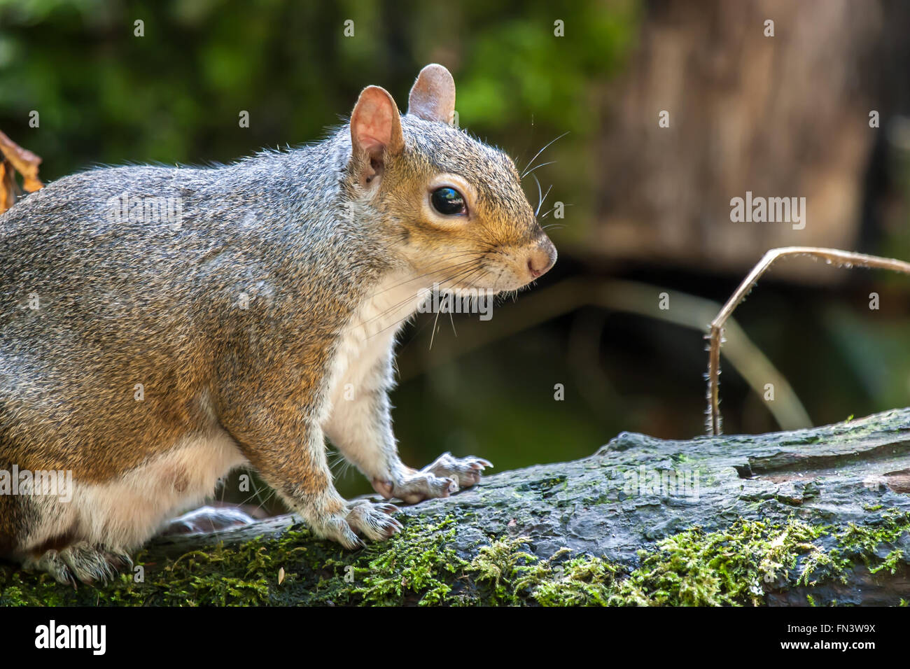 Grey squirrel isolated white background hi-res stock photography and ...