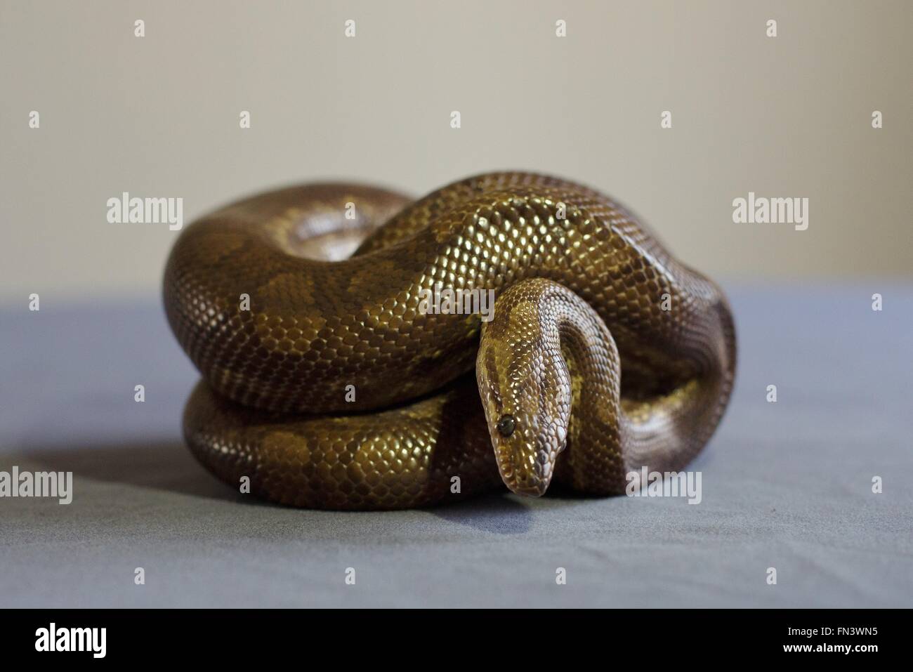 A rainbow boa constrictor snake curled up in a ball Stock Photo - Alamy