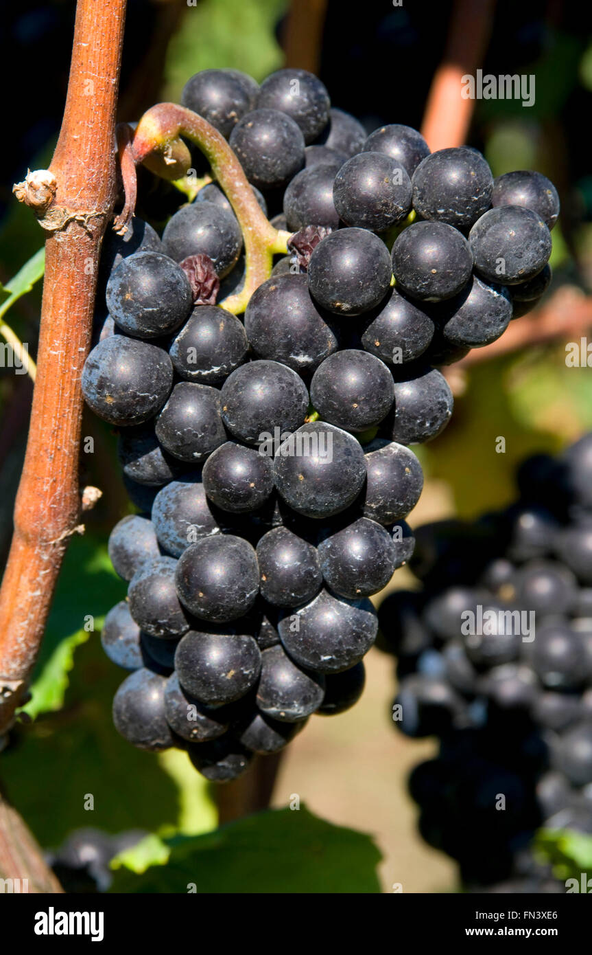 Oregon rex hi-res stock photography and images - Alamy