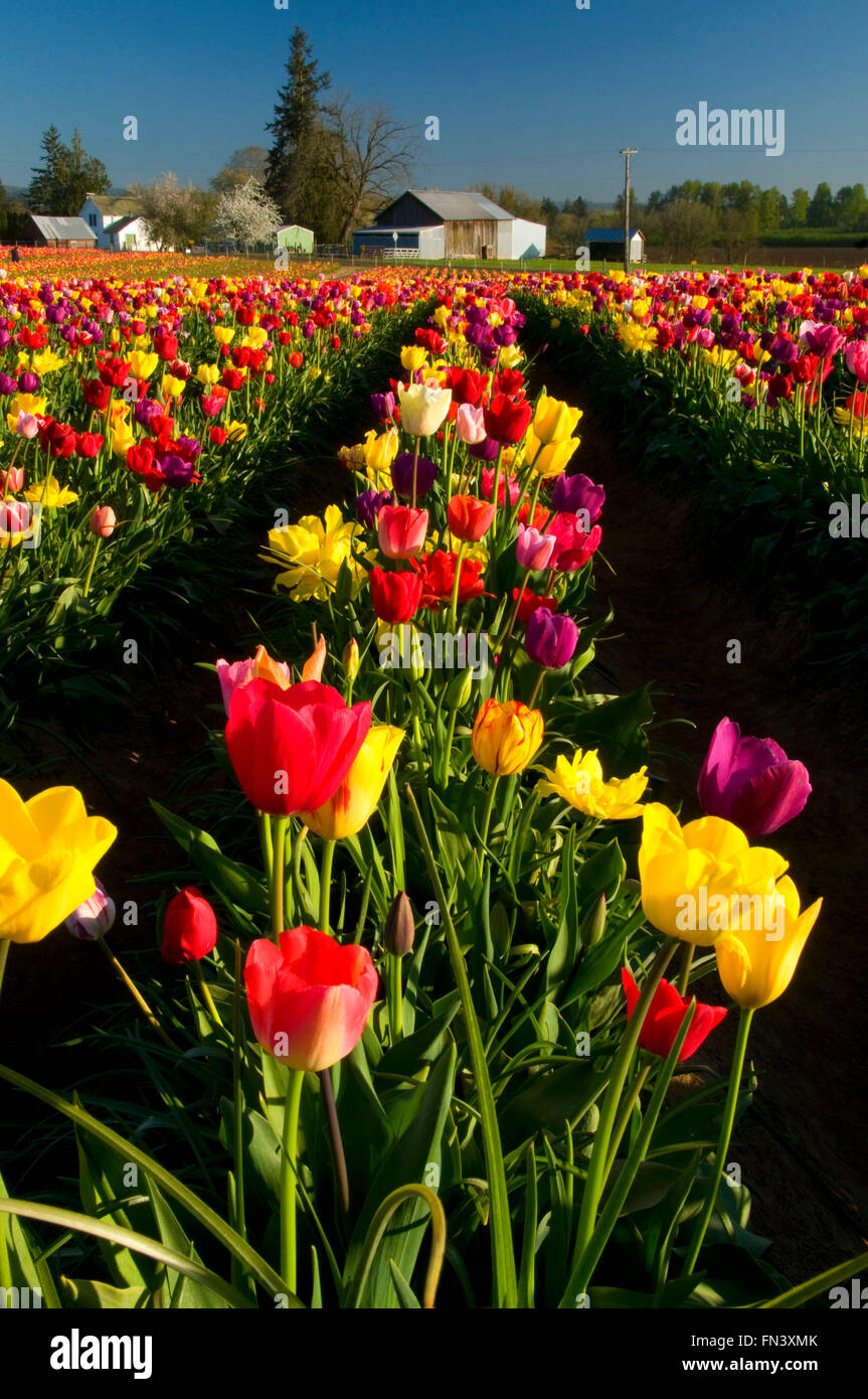 Tulip field with barn, Wooden Shoe Bulb Co., Clackamas County, Oregon ...