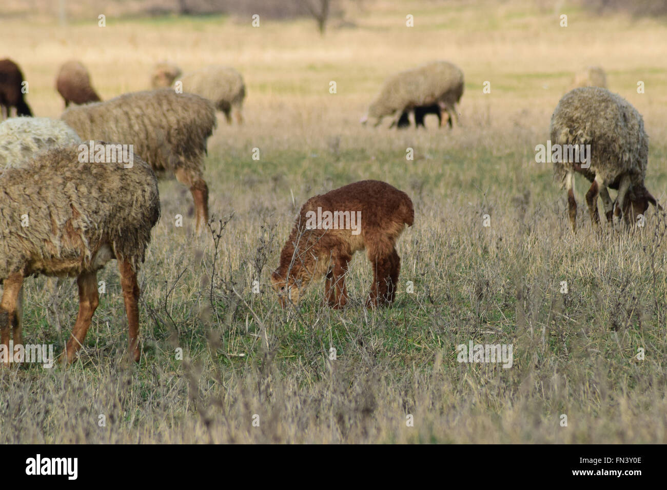 Sheep in the pasture. Grazing sheep herd in the spring field near the ...
